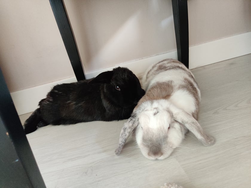 Let's see the pets of fnatic fans!